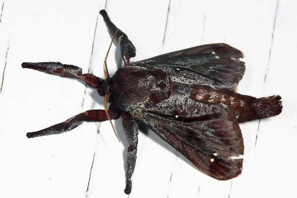 Slug Moth | Project Noah