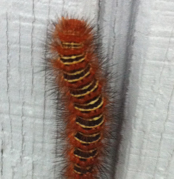 Echo moth (larva) | Project Noah