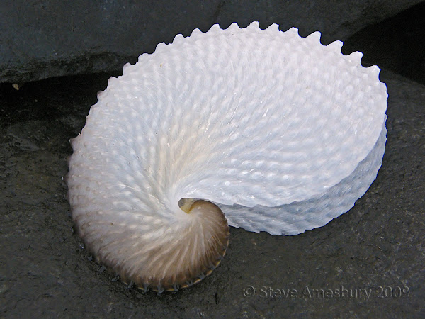 Paper Nautilus | Project Noah