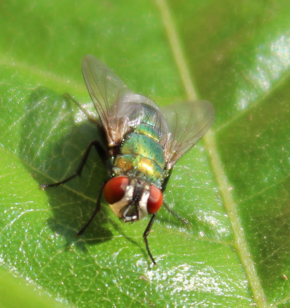Australian Sheep Blowfly | Project Noah