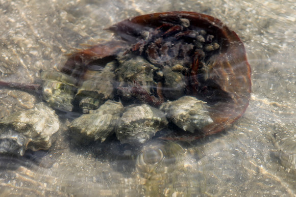 King Conch | Project Noah