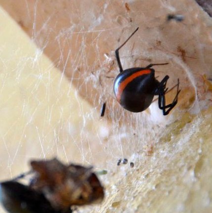 Redback spider | Project Noah