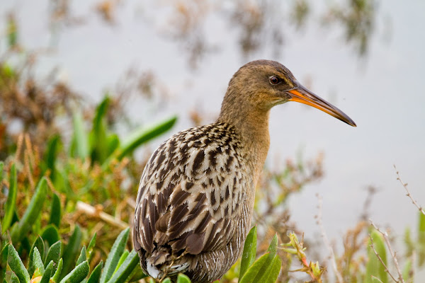 California Clapper Rail | Project Noah
