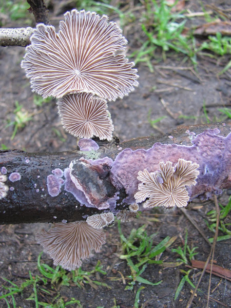 Split Gill | Project Noah