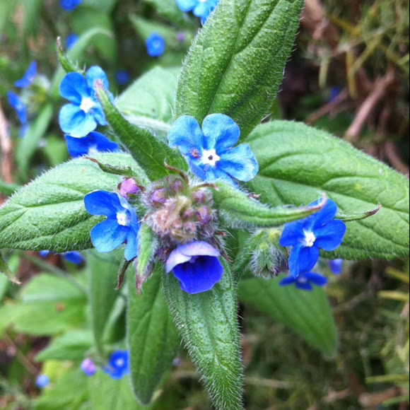 Green Alkanet | Project Noah