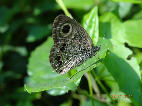 Common Five-ring Butterfly | Project Noah