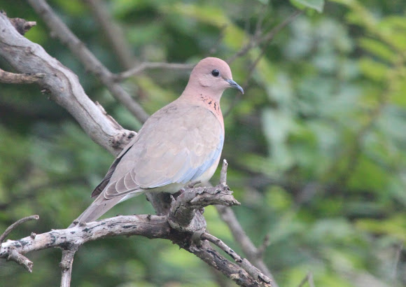 Red Collared Dove | Project Noah