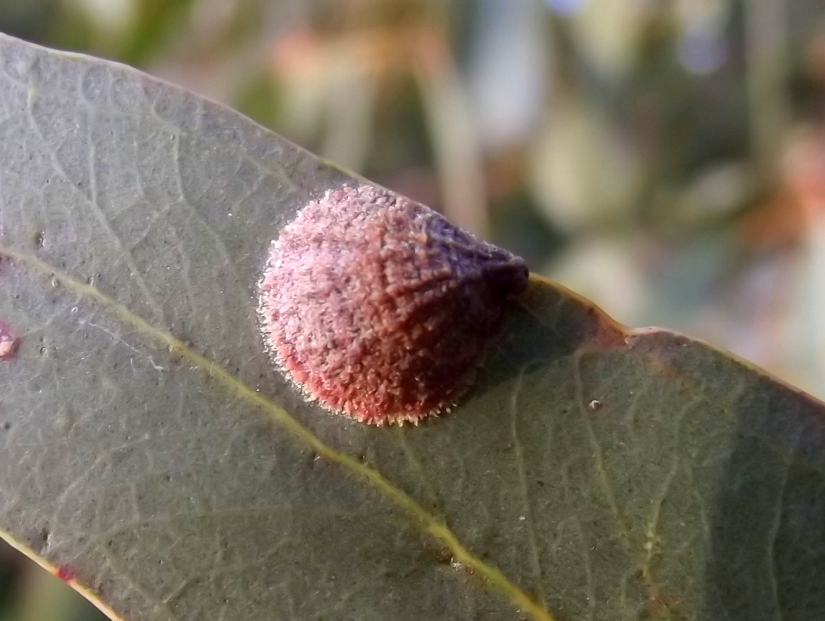 Scale insect (Lerp # 16) | Project Noah