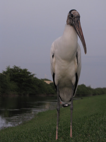 Wood Stork | Project Noah