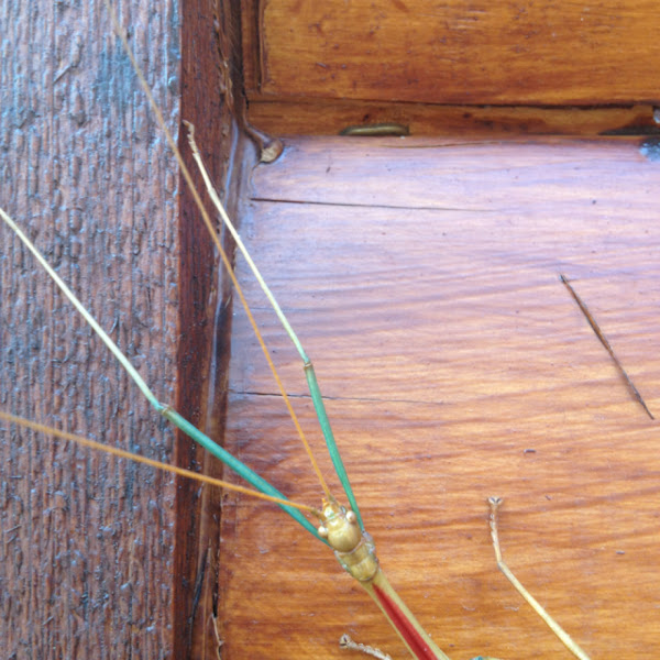 Giant walking stick (male) | Project Noah