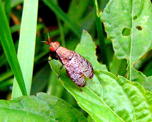 Spotted Wing Fruit Fly | Project Noah