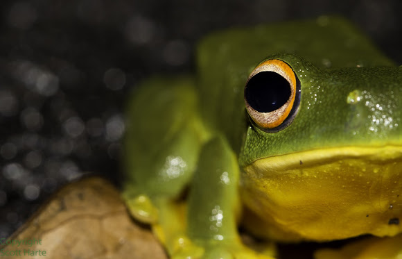 Orange-thighed Tree Frog | Project Noah
