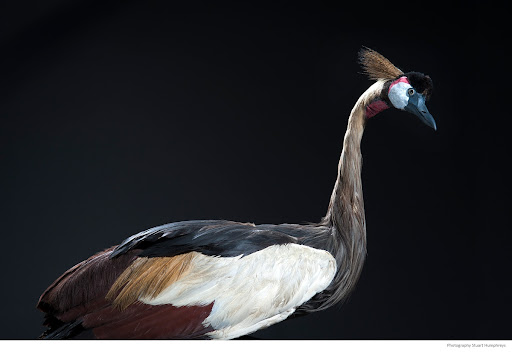 Birds — Google Arts & Culture