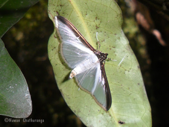 Crambid moth | Project Noah
