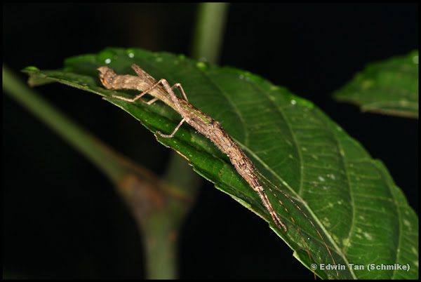 Stick Insect | Project Noah