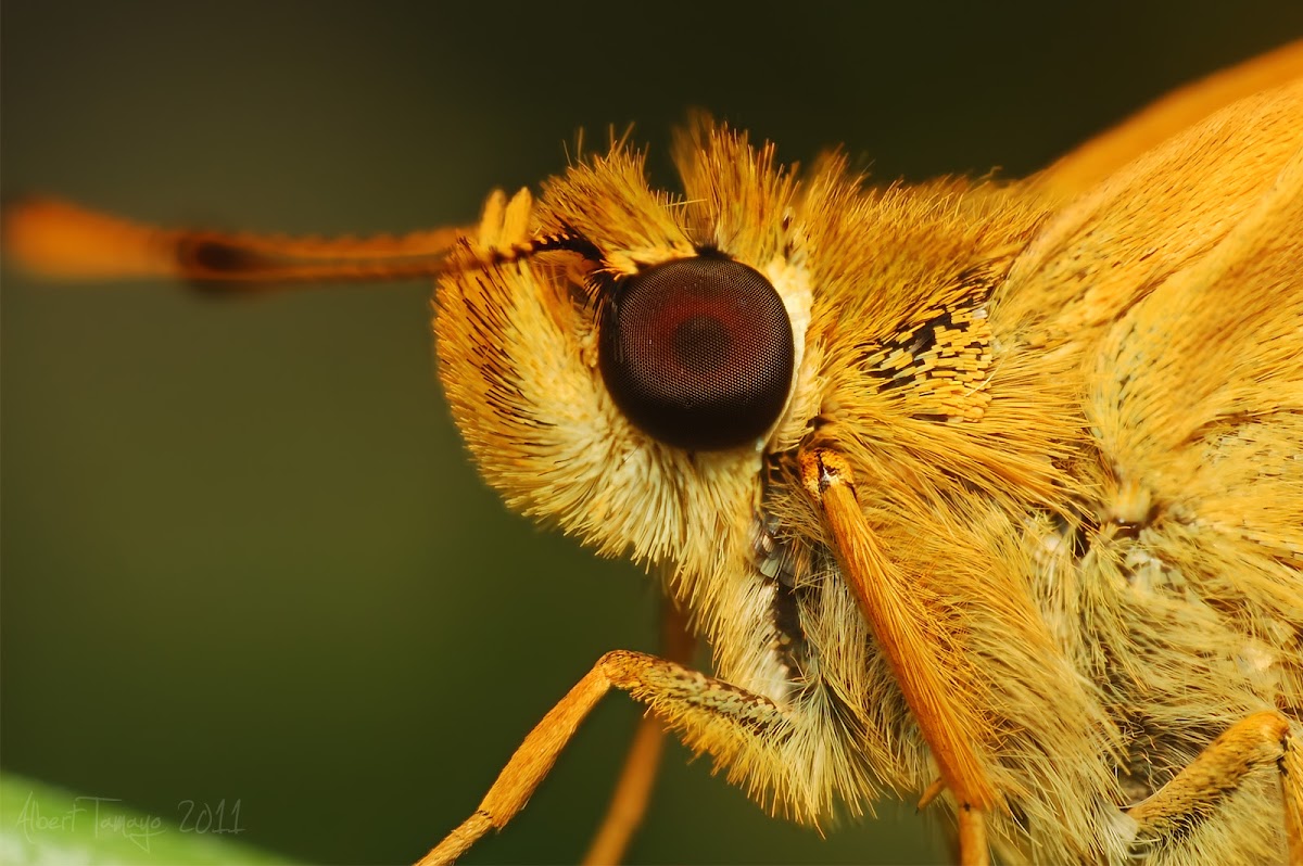 Small Skipper | Project Noah