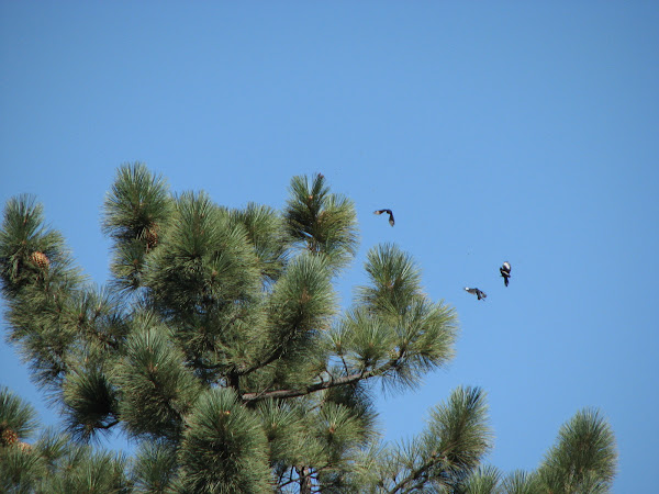 Silky Flycatcher & Coulter Pine | Project Noah