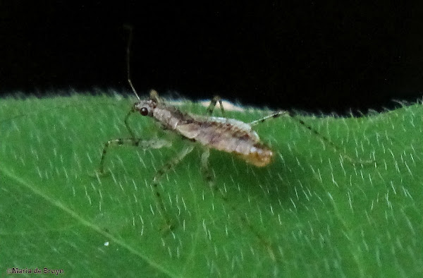 Damsel bug | Project Noah