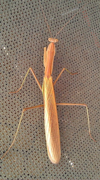 Chinese Mantid | Project Noah