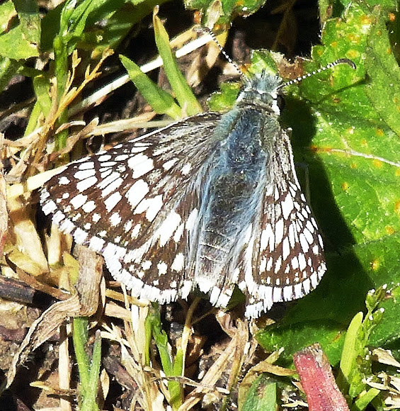 common Checkered Skipper | Project Noah