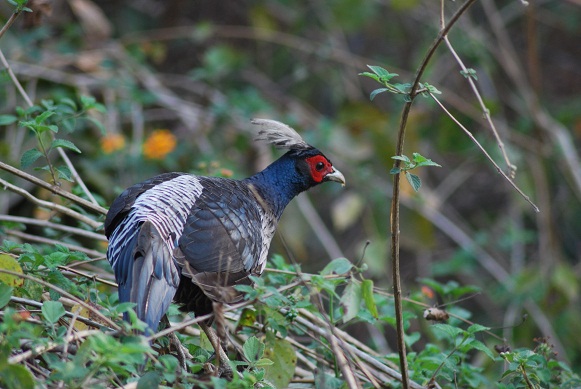 White-crested Kalij Pheasant | Project Noah