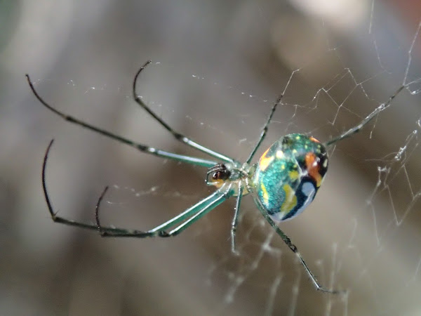 Orchard Orb Weaver | Project Noah
