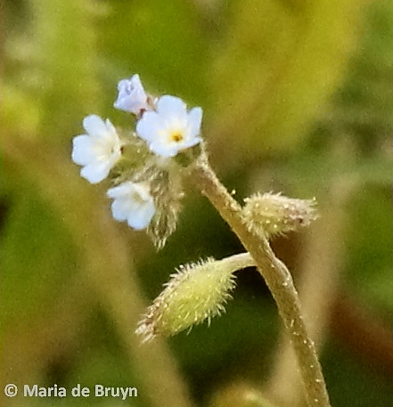 Wild Comfrey | Project Noah