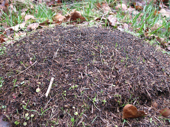 western thatching ant | Project Noah