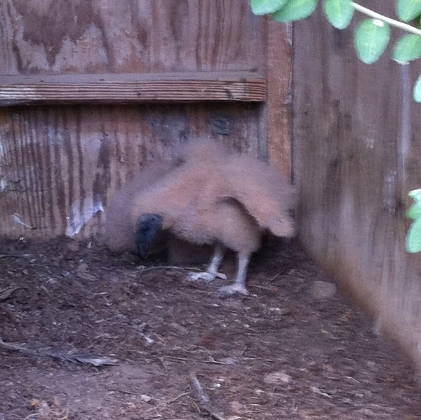 Baby buzzard or vultures | Project Noah