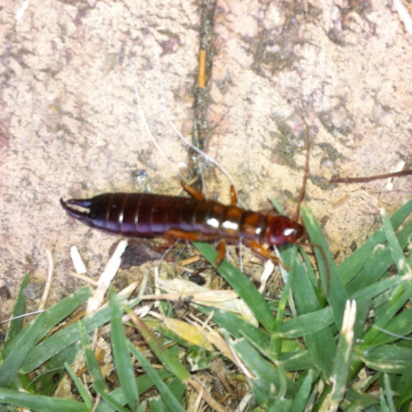Native Australian Earwig ♀ | Project Noah