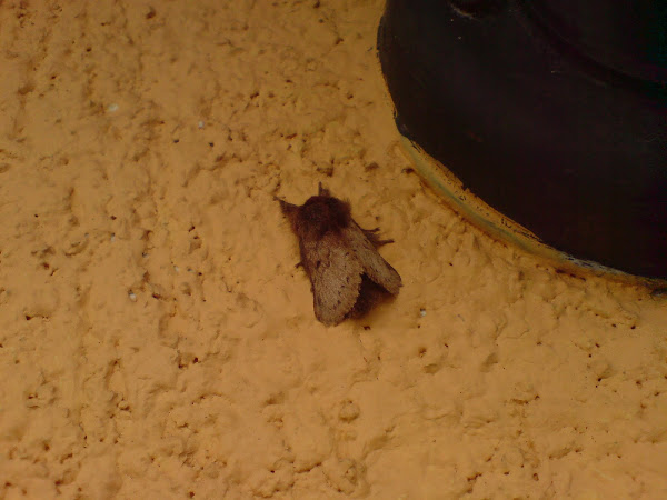 Spotting | Project Noah