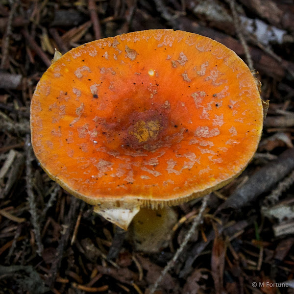 Yellow Patches | Project Noah