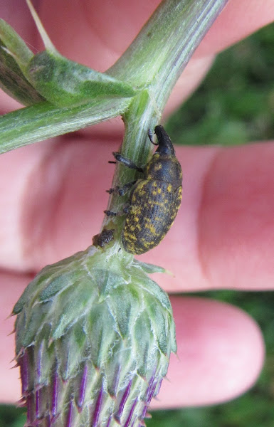 Canada Thistle Bud Weevil | Project Noah