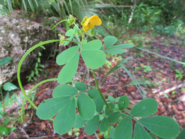 Sicklepod | Project Noah