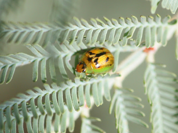 Acacia leaf beetle | Project Noah