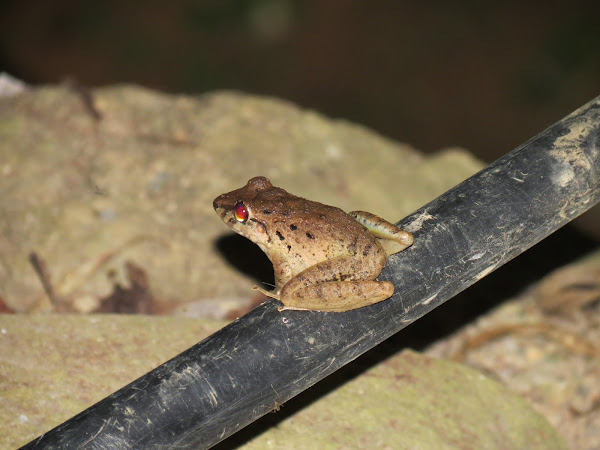 Smoky jungle frog | Project Noah