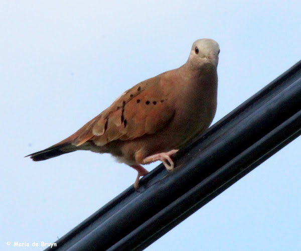 Ruddy ground dove | Project Noah