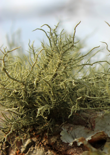 Beard lichen | Project Noah