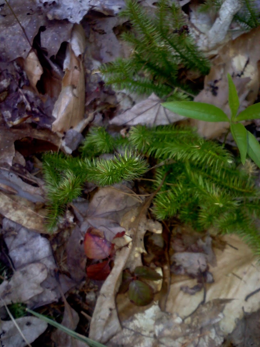 Running Ground Pine | Project Noah