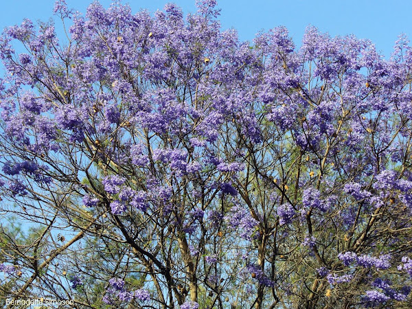 Jacaranda | Project Noah