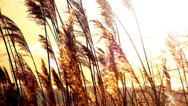 Daisy and Prairie grass | Project Noah