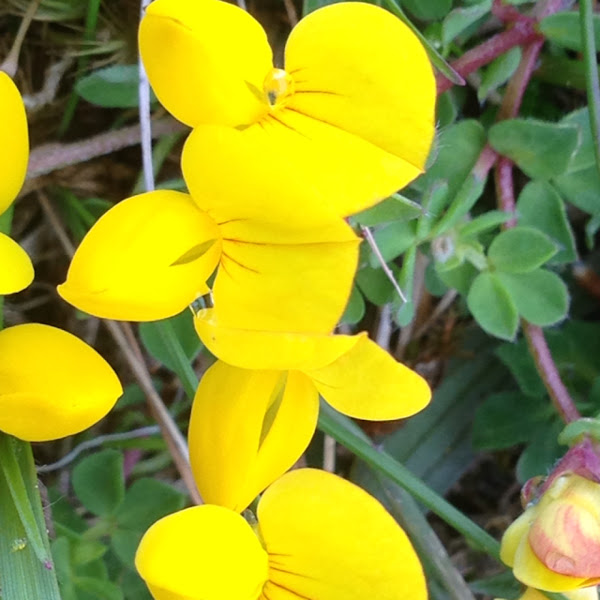 Meadow Vetchling | Project Noah