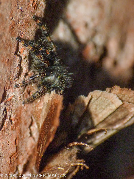 Bold jumping spider vs. moth | Project Noah