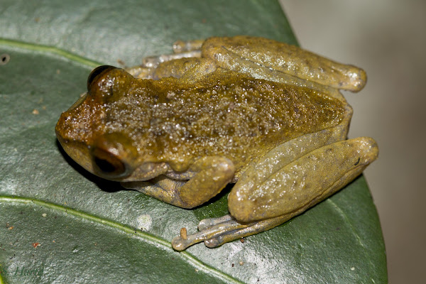 Common Mistfrog | Project Noah