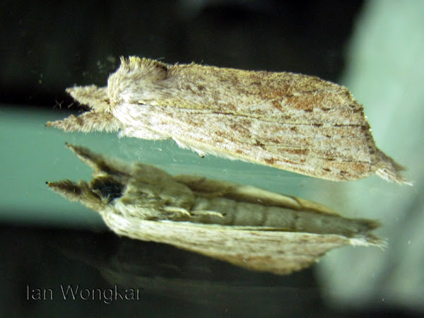 Unknown moth | Project Noah