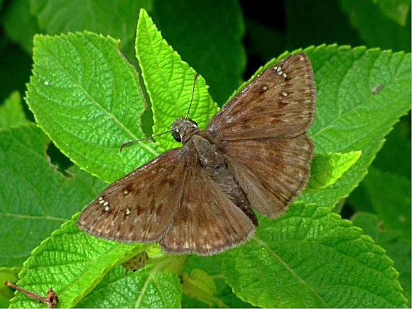 Horace's Duskywing | Project Noah