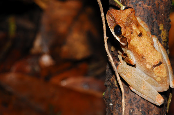 Common Bromeliad Treefrog | Project Noah