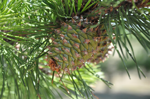 Table Mountain Pine | Project Noah