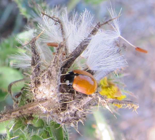 California Ladybug | Project Noah