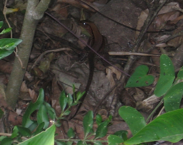 Central American Whiptail | Project Noah